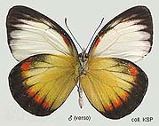 Papua Insects Foundation (Lepidoptera/Pieridae thumbnails)